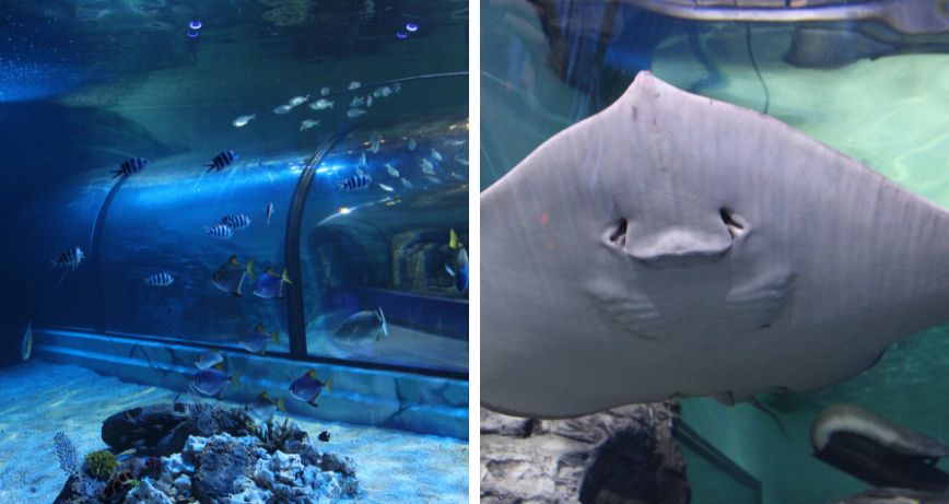 Under the Sea at Exploris Aquarium in Portaferry - Ards & North Down