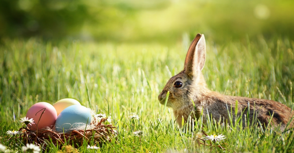 Hop Into Spring with the Trail of the Easter Bunny! - Ards & North Down