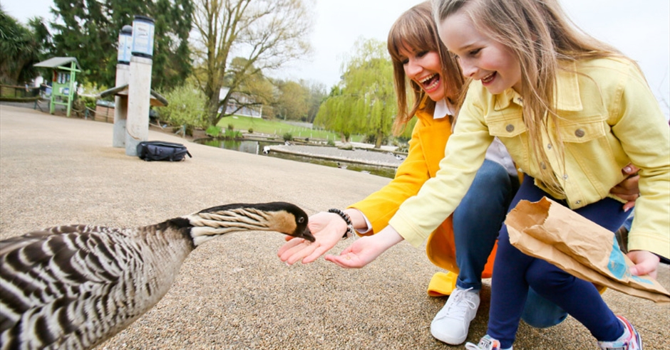 WWT Castle Espie Wetland Centre - Ards & North Down