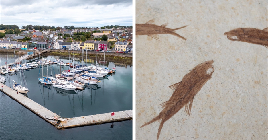 Fossil Exhibition at Portaferry Library - Ards & North Down