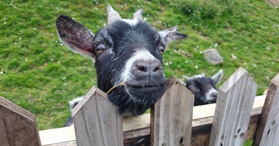 The Ark Open Farm - Open Farm in Newtownards, Newtownards - Ards ...