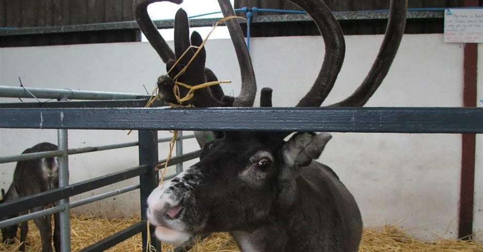 The Ark Open Farm - Open Farm in Newtownards, Newtownards - Ards ...