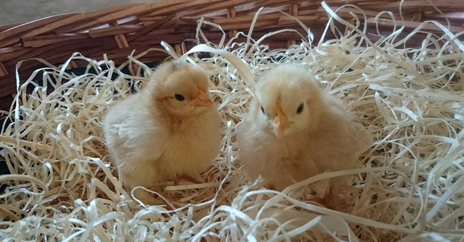 The Ark Open Farm - Open Farm in Newtownards, Newtownards - Ards ...