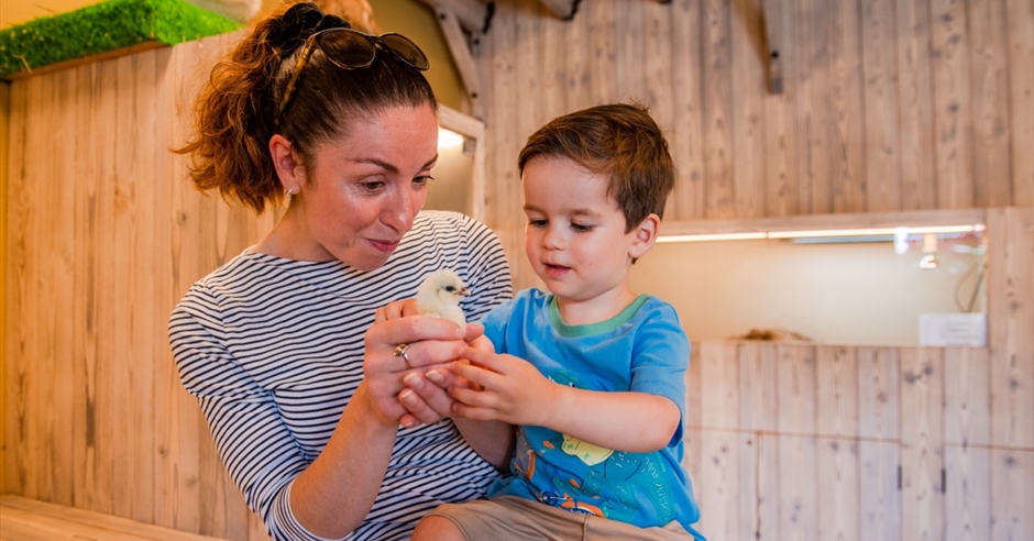 The Ark Open Farm - Open Farm in Newtownards, Newtownards - Ards ...