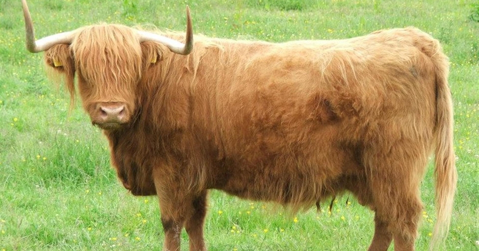 The Ark Open Farm - Open Farm in Newtownards, Newtownards - Ards ...