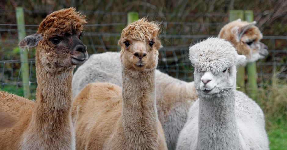Eastwell Farm Alpacas - Guided Tour in Carrowdore, Carrowdore - Ards ...